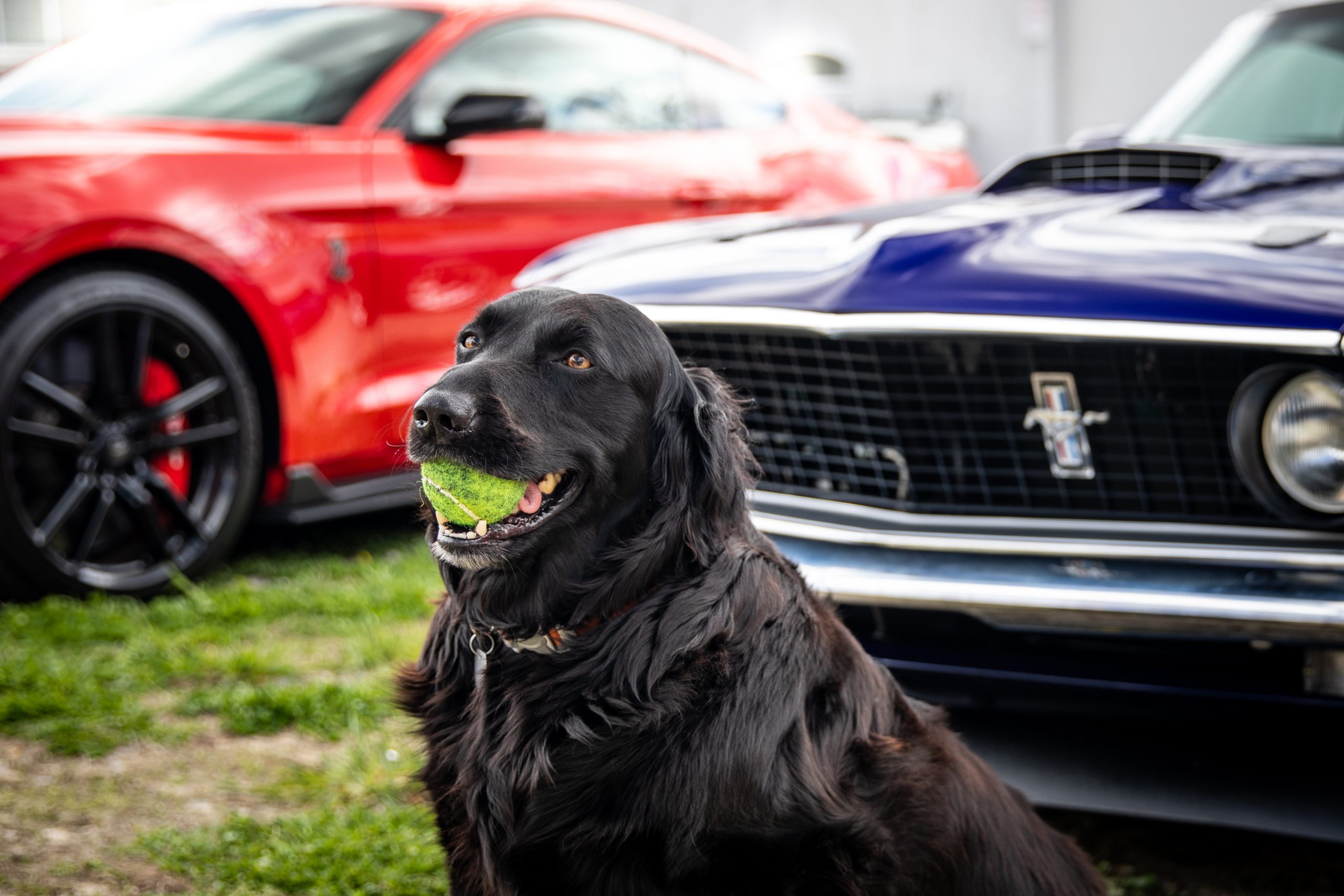 Michigan's Global Mustang Day rally captured the colorful scope of ...