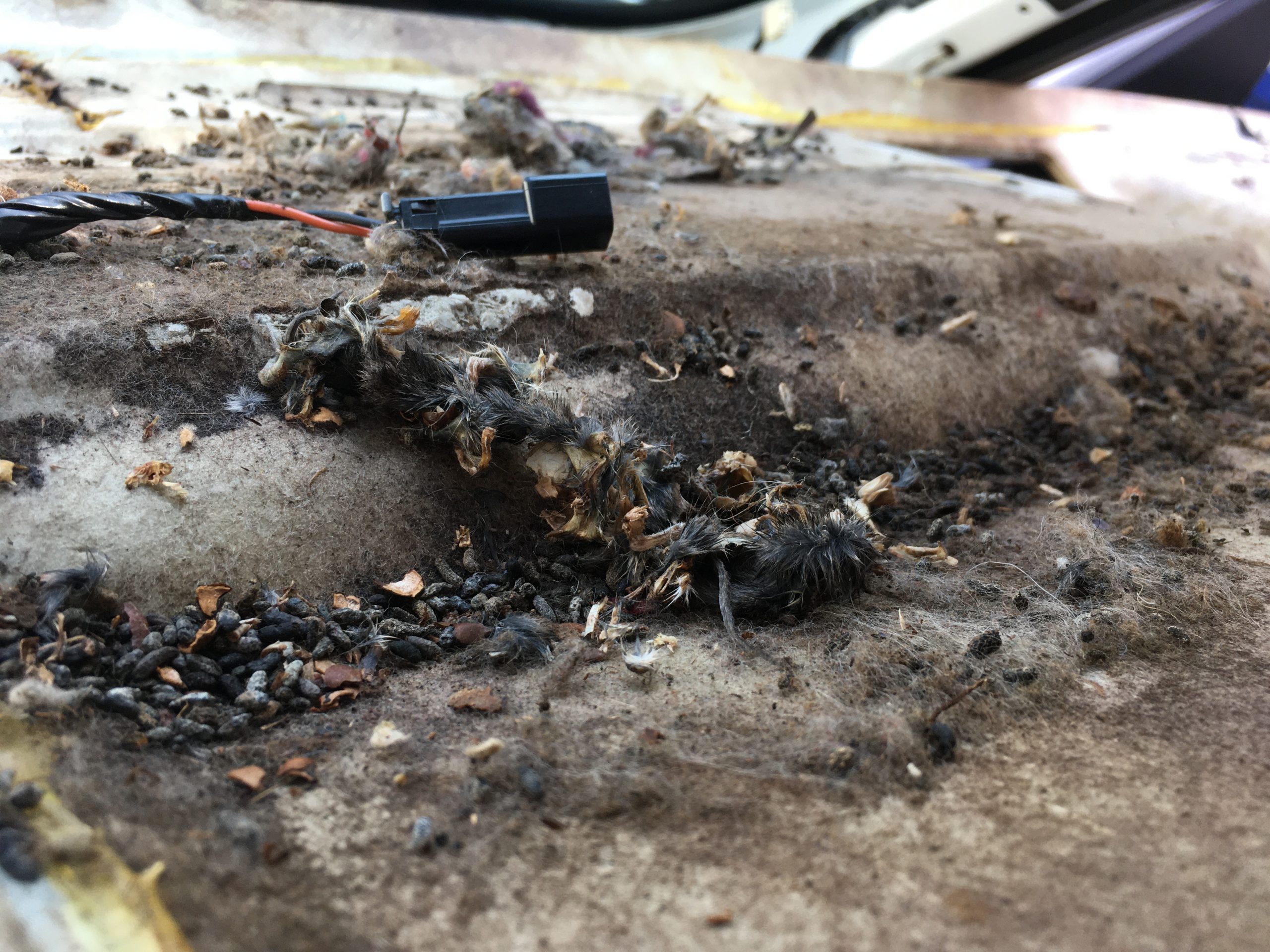 The mouse-infested truck, Part 2: Warning … This is disgusting ...