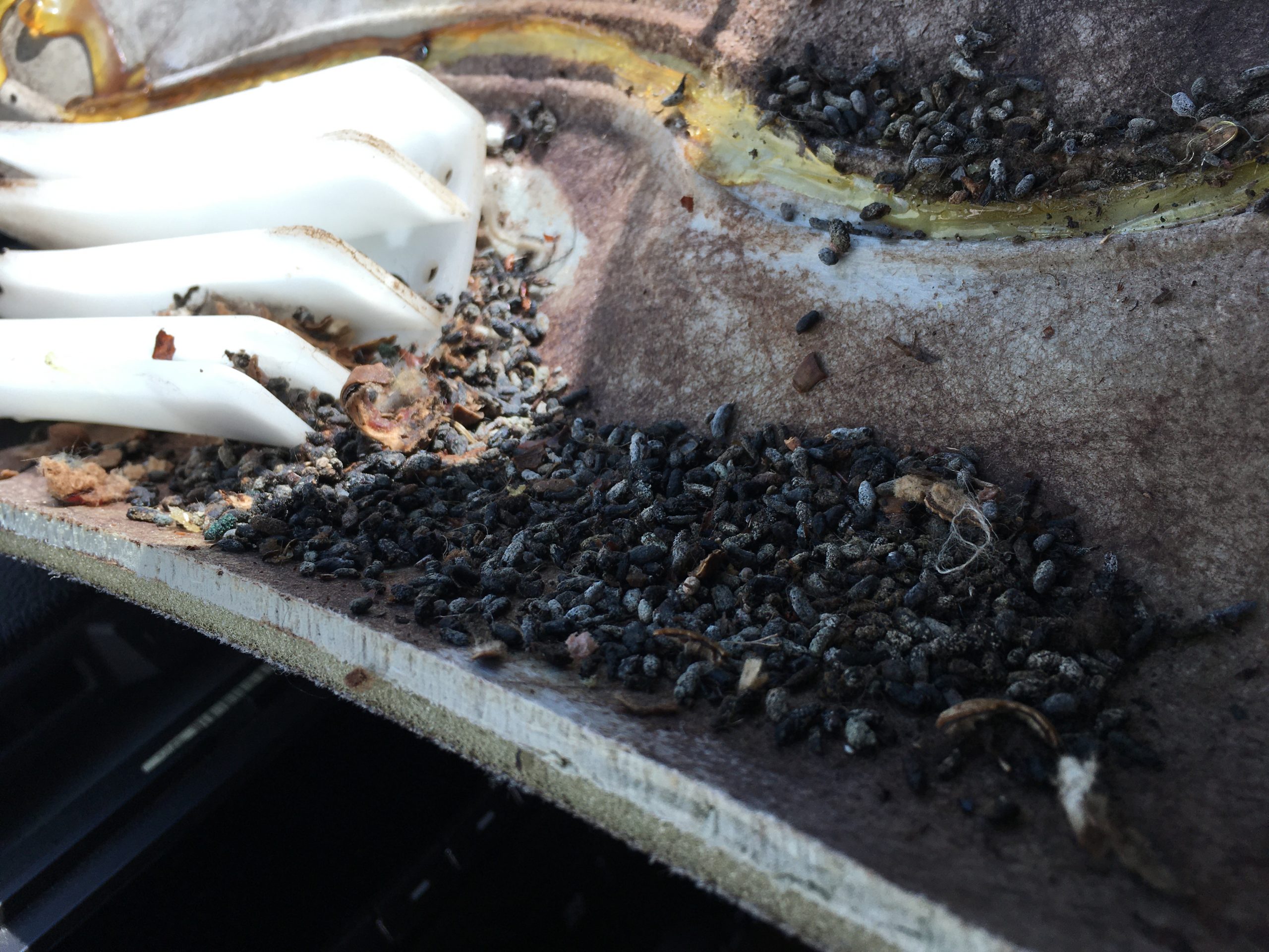 The mouse-infested truck, Part 2: Warning … This is disgusting ...