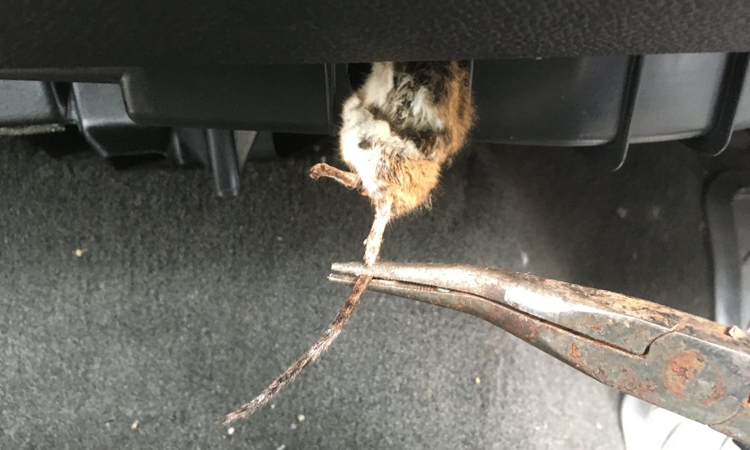 Final chapter of the disgusting, mouse-infested truck: The heater box ...