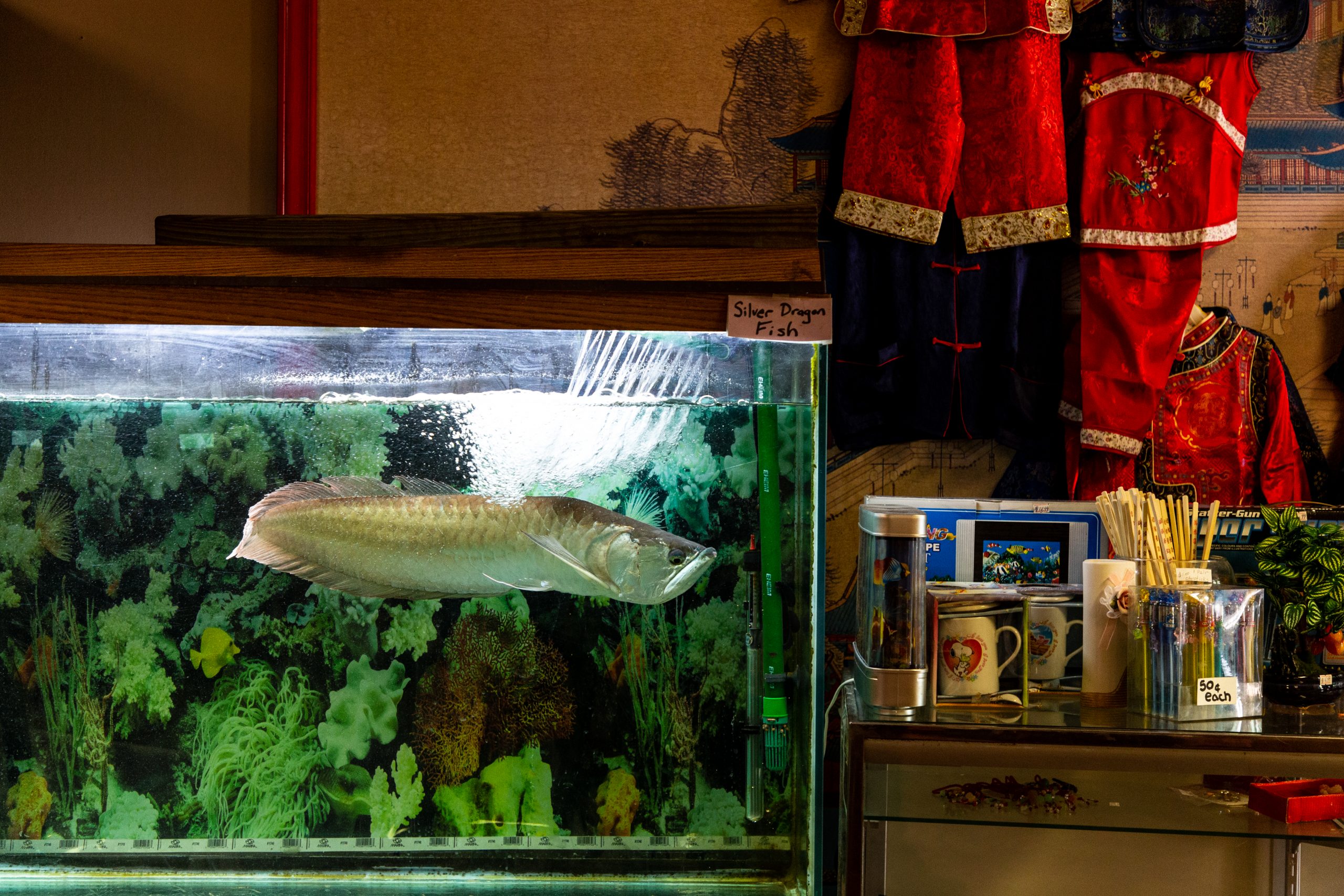 Foxtrot: Winding roads, a giant fish, and an '86 Mustang - Hagerty Media