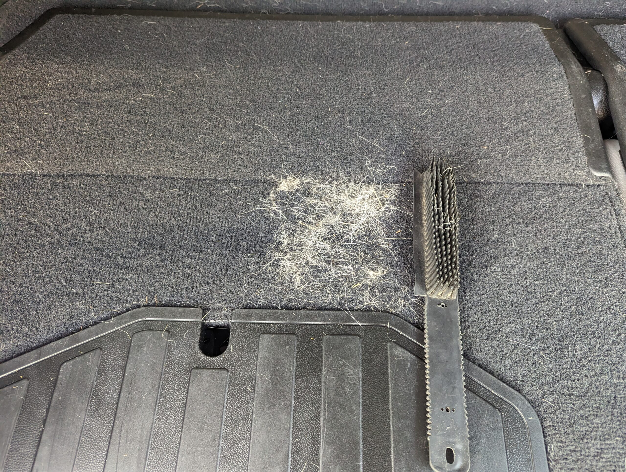 Sweating the Details: How to remove pet hair from your car - Hagerty Media