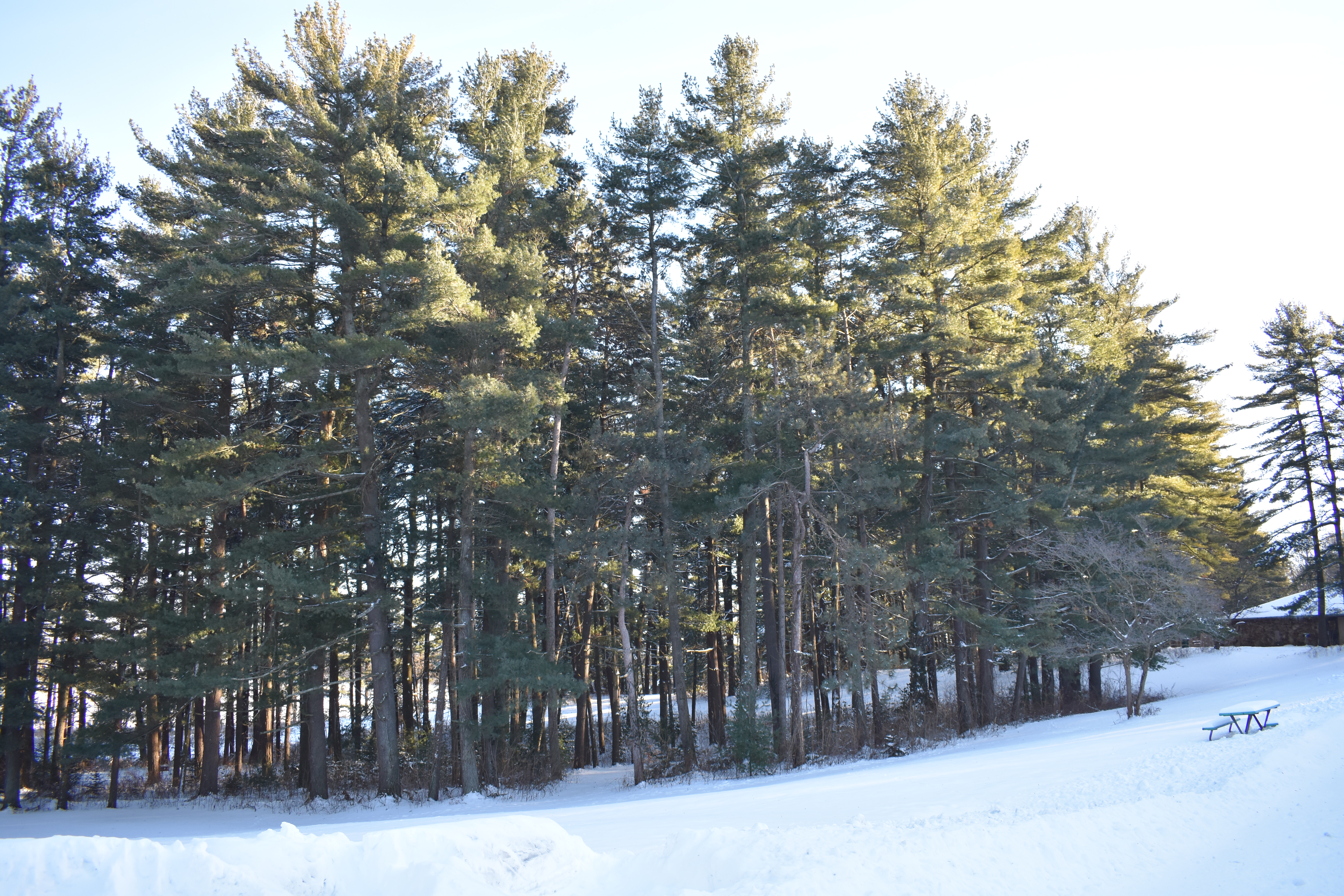 Studebaker Lived Large: Two Giant Cars and a Living Sign You Can Still ...