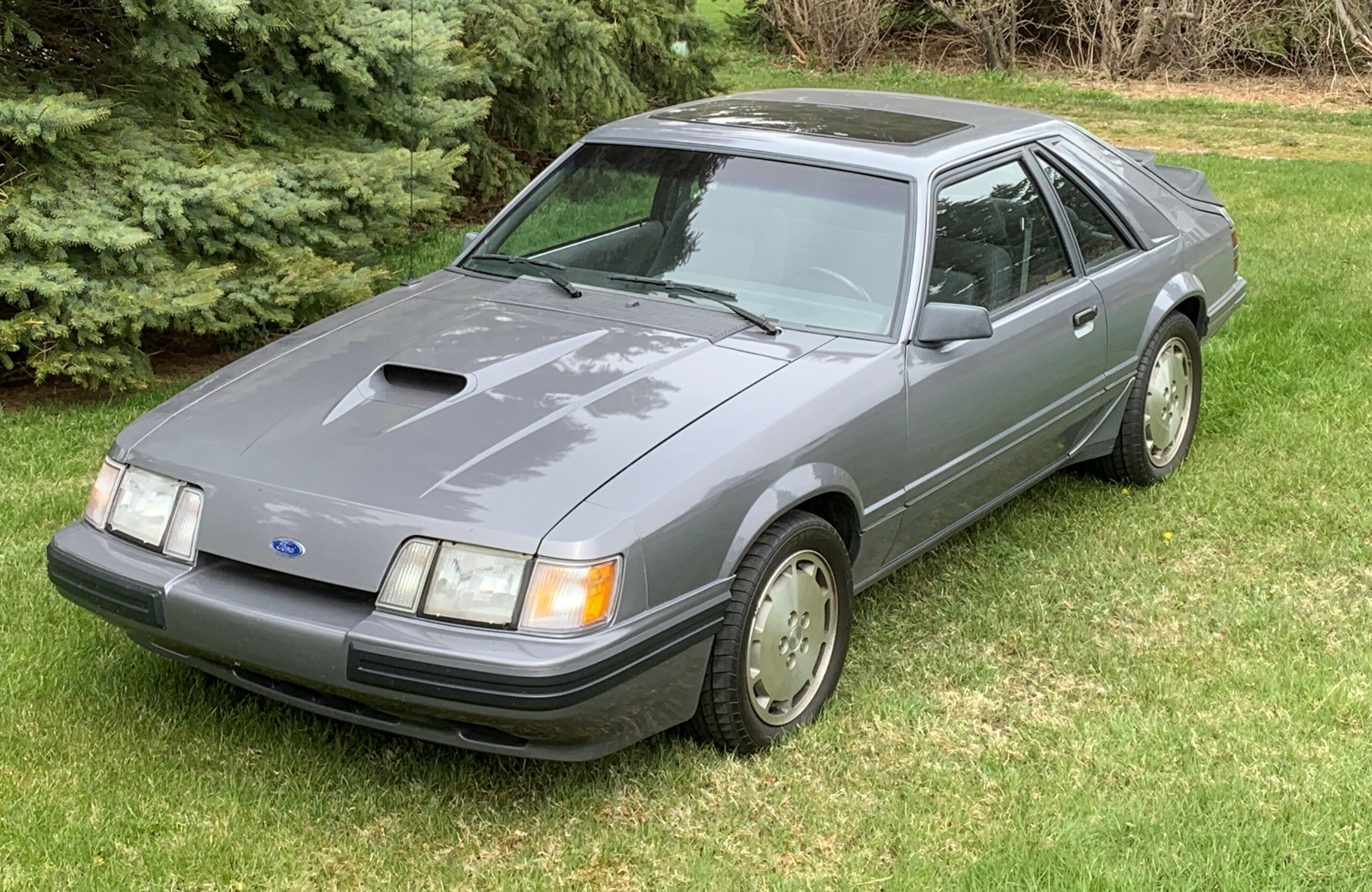 Original Owner: 40 Years Ago, an SVO Mustang Inspired a Stable of ...