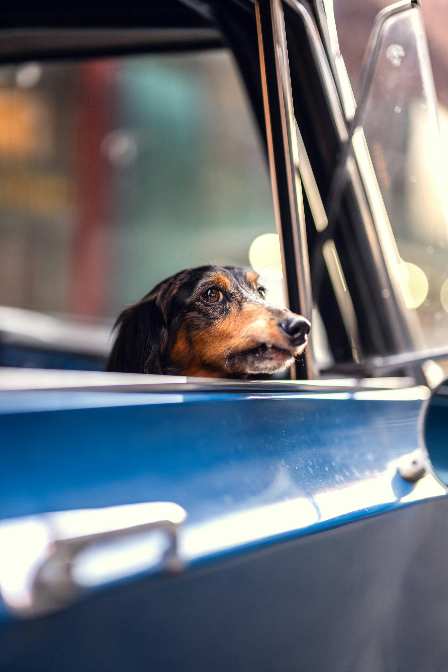 The Joy of Owning and Driving a 1965 Alfa Romeo Giulia in New York City ...