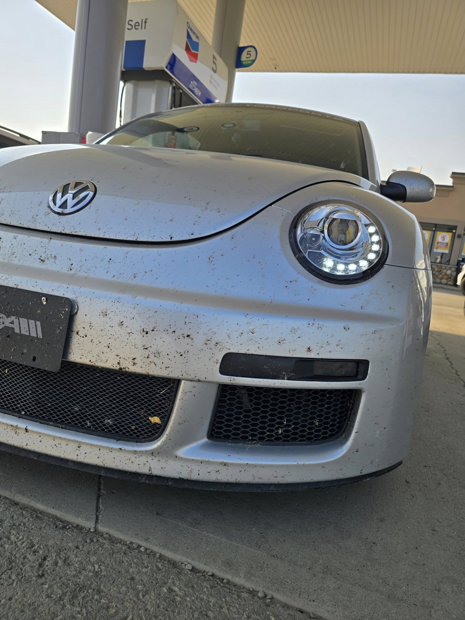The World’s Most Expensive Beetle Visits the Yukon - Hagerty Media