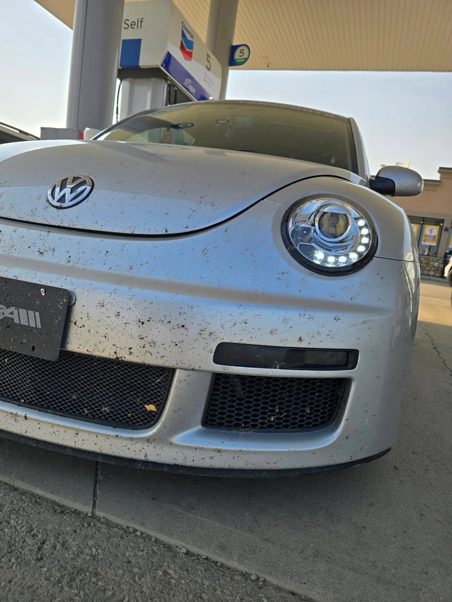 The World’s Most Expensive Beetle Visits the Yukon - Hagerty Media